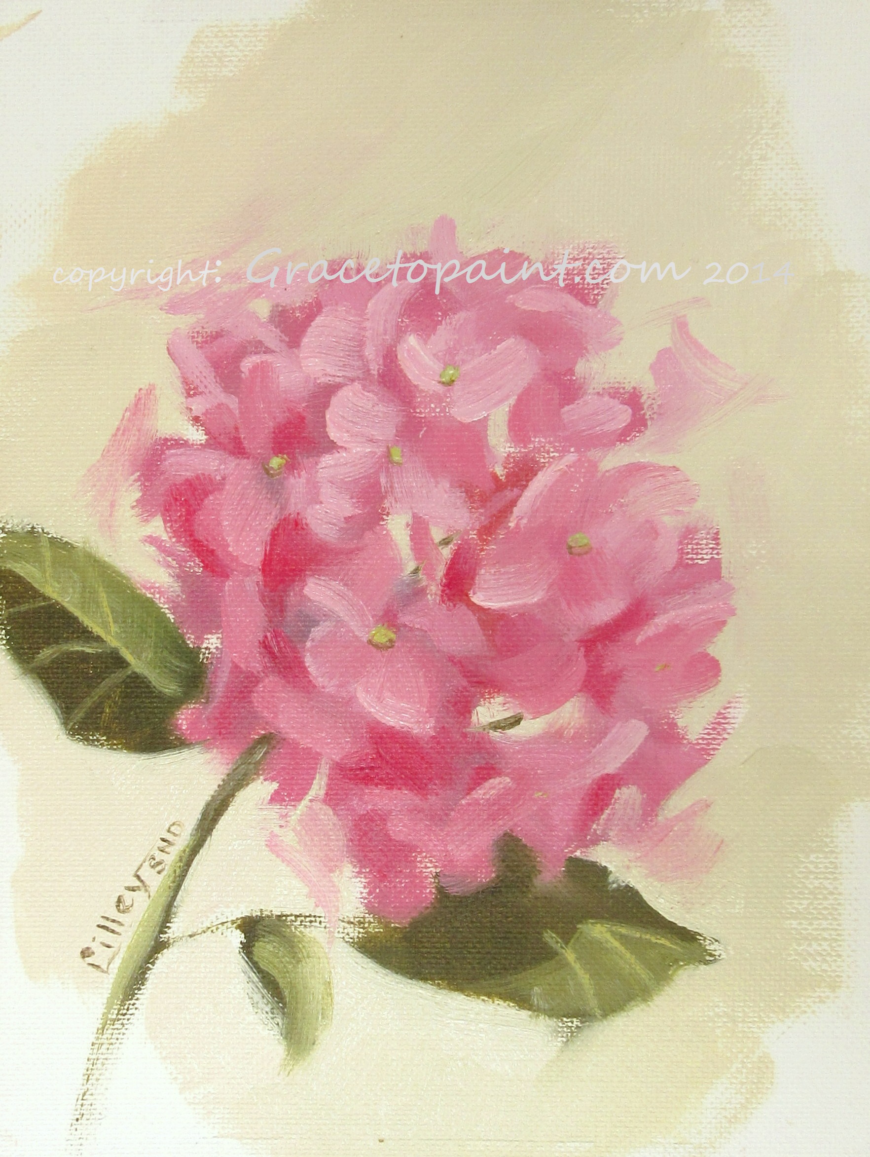 Pink Hydrangea - Grace to Paint