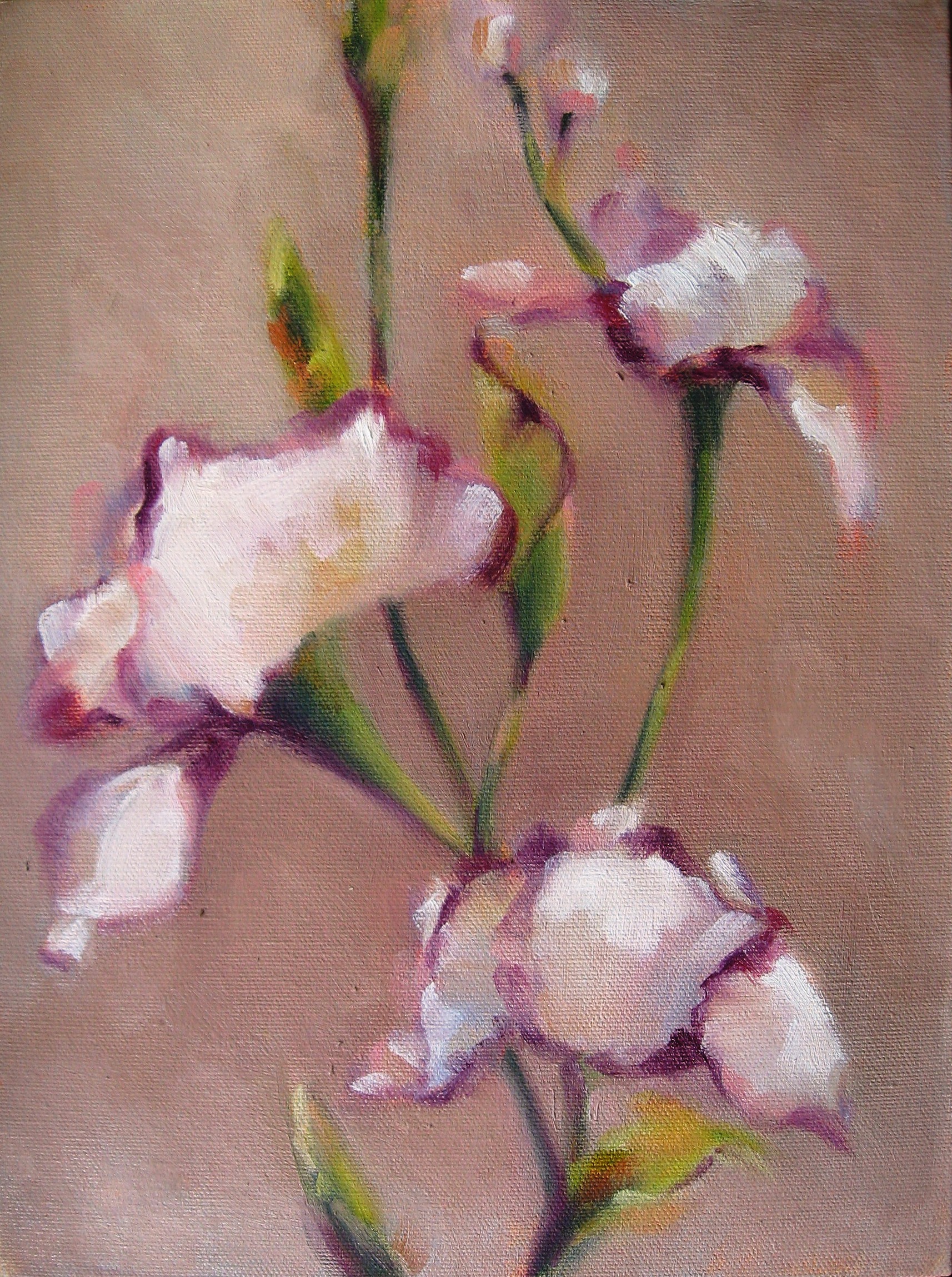 Irises Unfurled - Grace to Paint